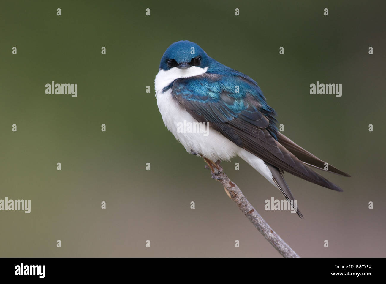 Adult tree swallow hi-res stock photography and images - Alamy