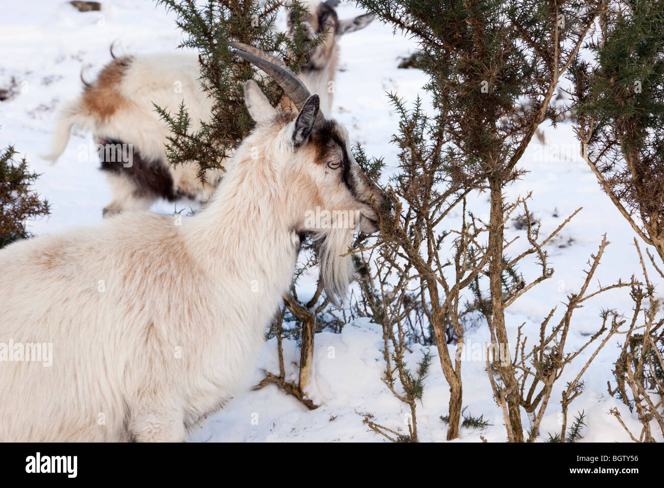 Ogwen Valley, Snowdonia, North Wales, UK. Feral Welsh Mountain Goats ...