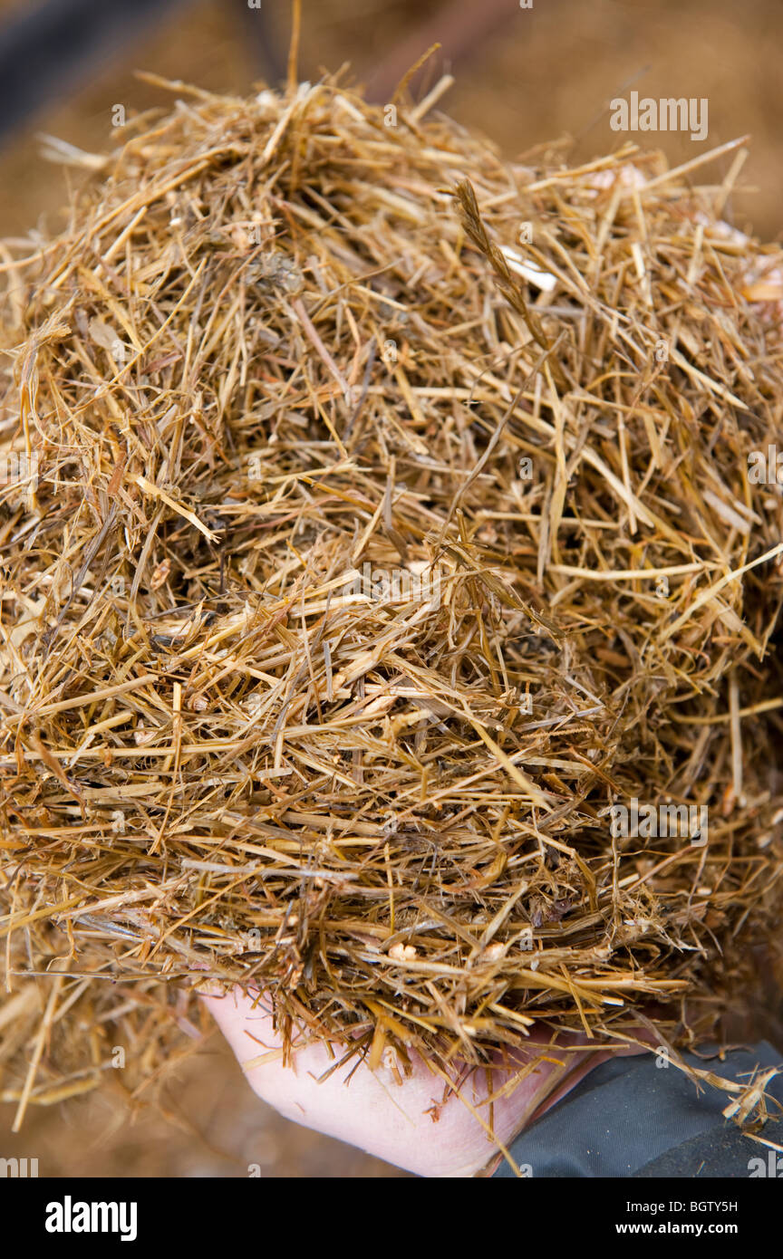 Total mix ration hi-res stock photography and images - Alamy