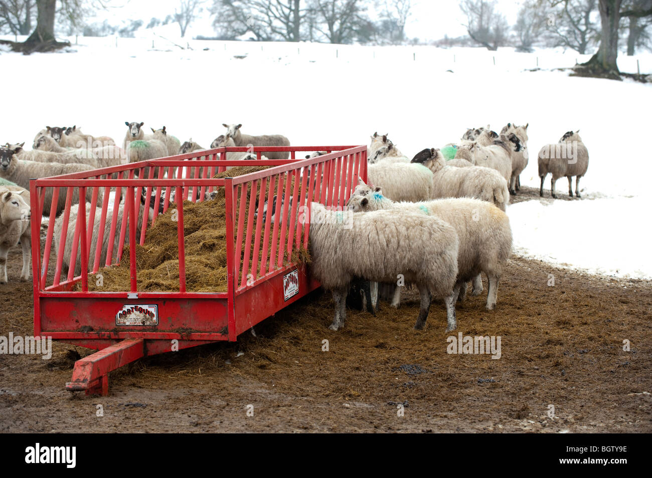 Trailer Of Sheep High Resolution Stock Photography and Images - Alamy