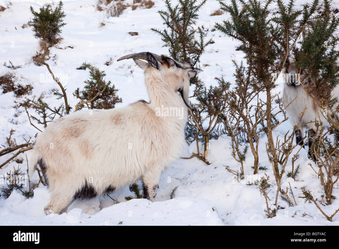 Ogwen Valley, Snowdonia, North Wales, UK. Feral Welsh Mountain Goats ...