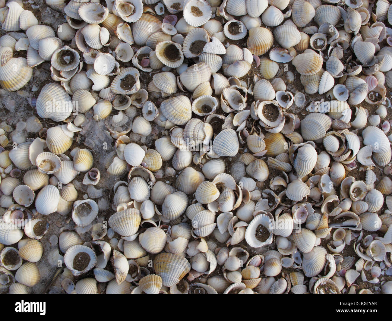 Shell cluster hi-res stock photography and images - Alamy