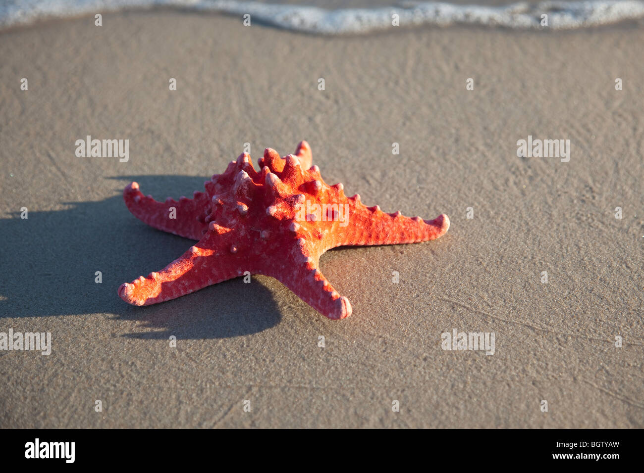 Red starfish on wet sand Stock Photo - Alamy