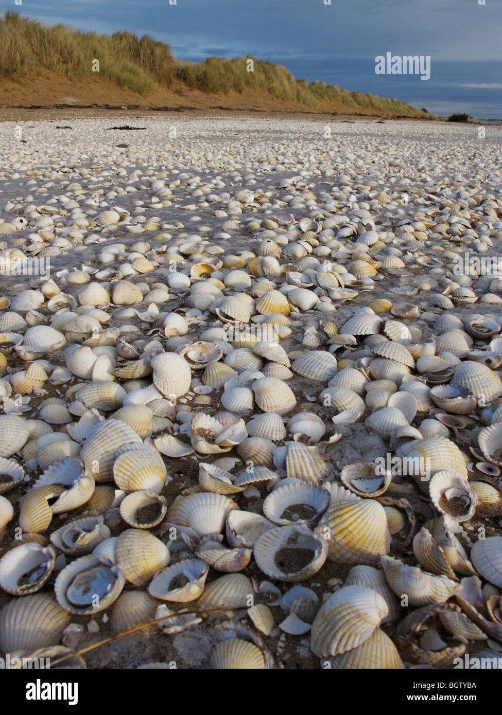 Shell Cluster Stock Photos & Shell Cluster Stock Images - Alamy