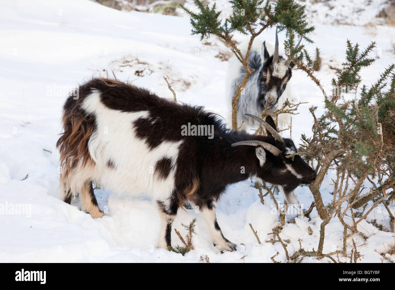 Ogwen, Snowdonia, North Wales, UK. Feral Welsh Mountain Goats (Capra ...