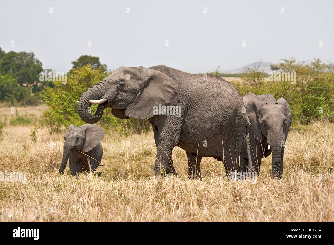 Family group of African Elephants moving to a new feeding location ...