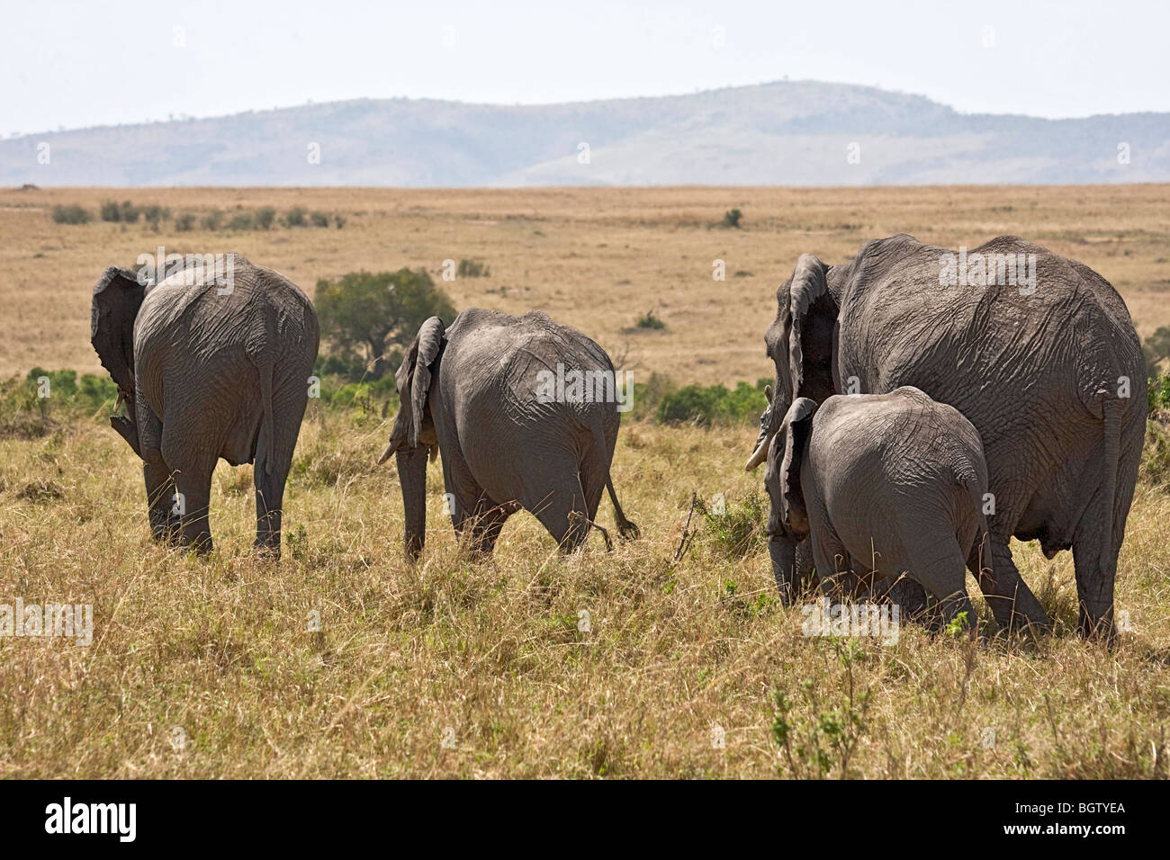 Elephants moving hi-res stock photography and images - Alamy
