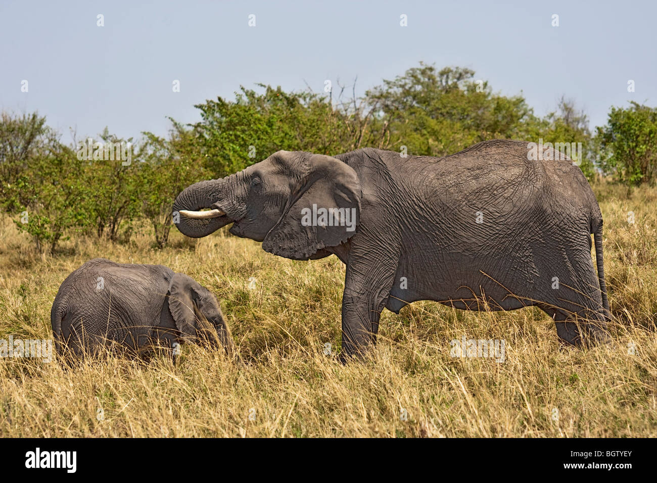Female African Elephant with baby Stock Photo - Alamy