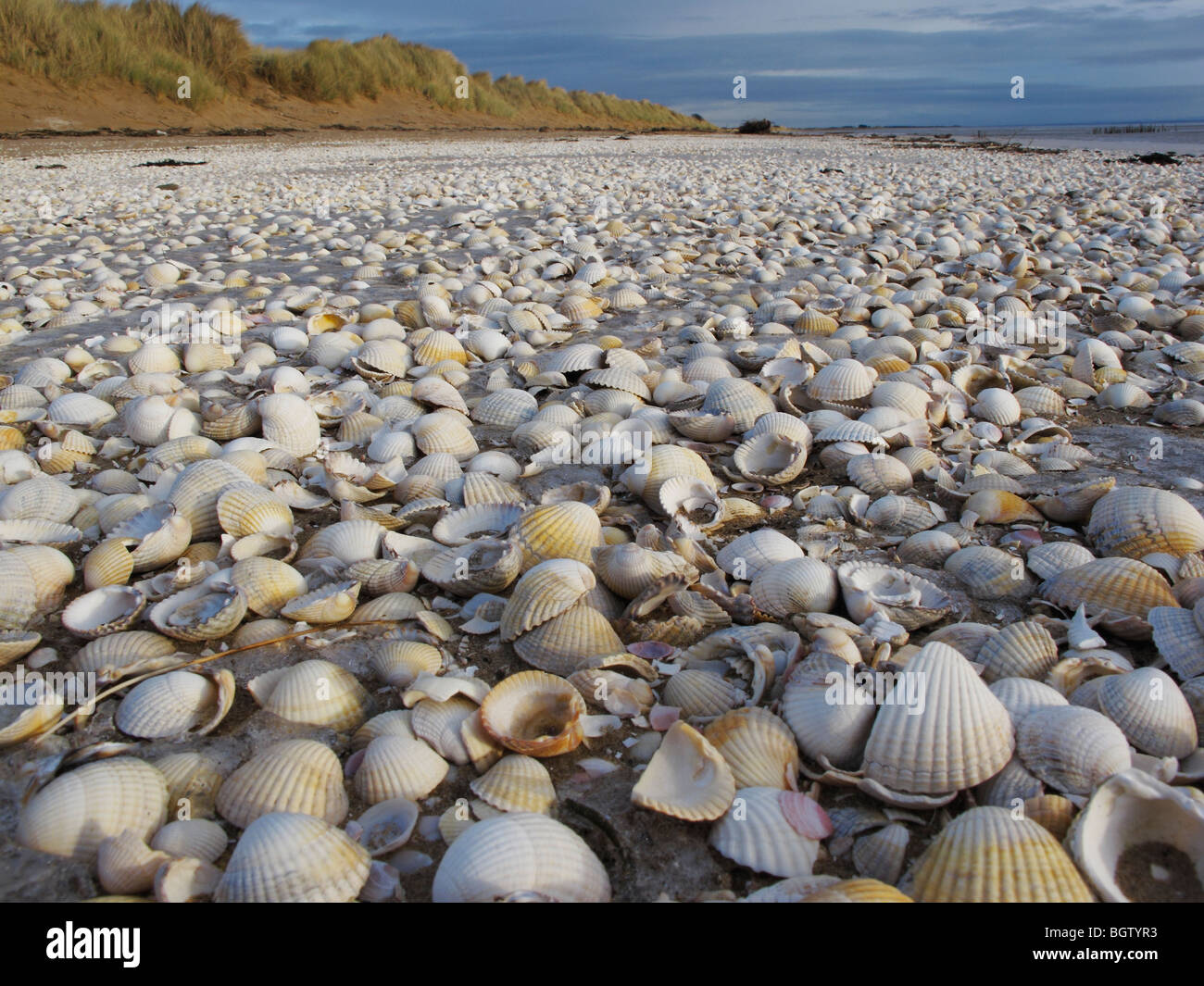 Shell cluster hi-res stock photography and images - Alamy