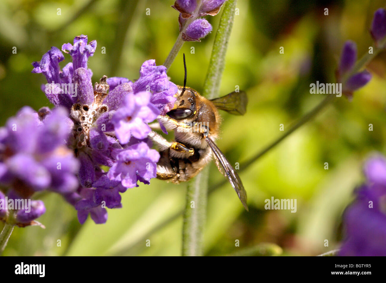 Woolcarder bee male (Anthidium manicatum: Megachilidae) feeding from ...