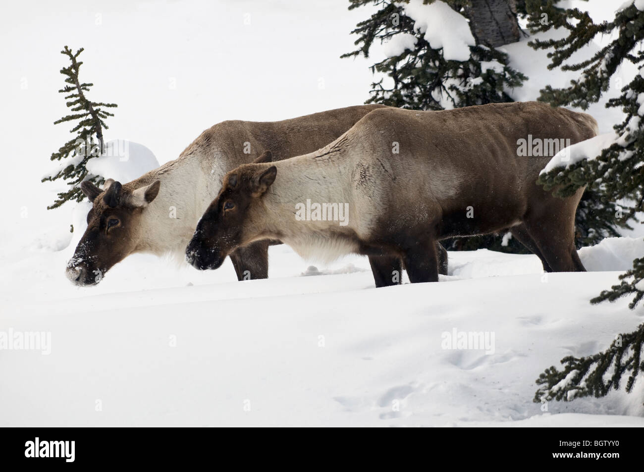 Caribou snow hi-res stock photography and images - Alamy