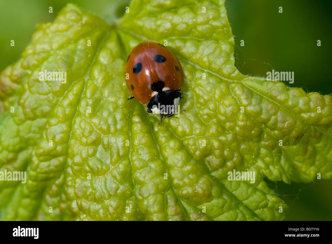 Ladybug on a leaf Stock Photo - Alamy
