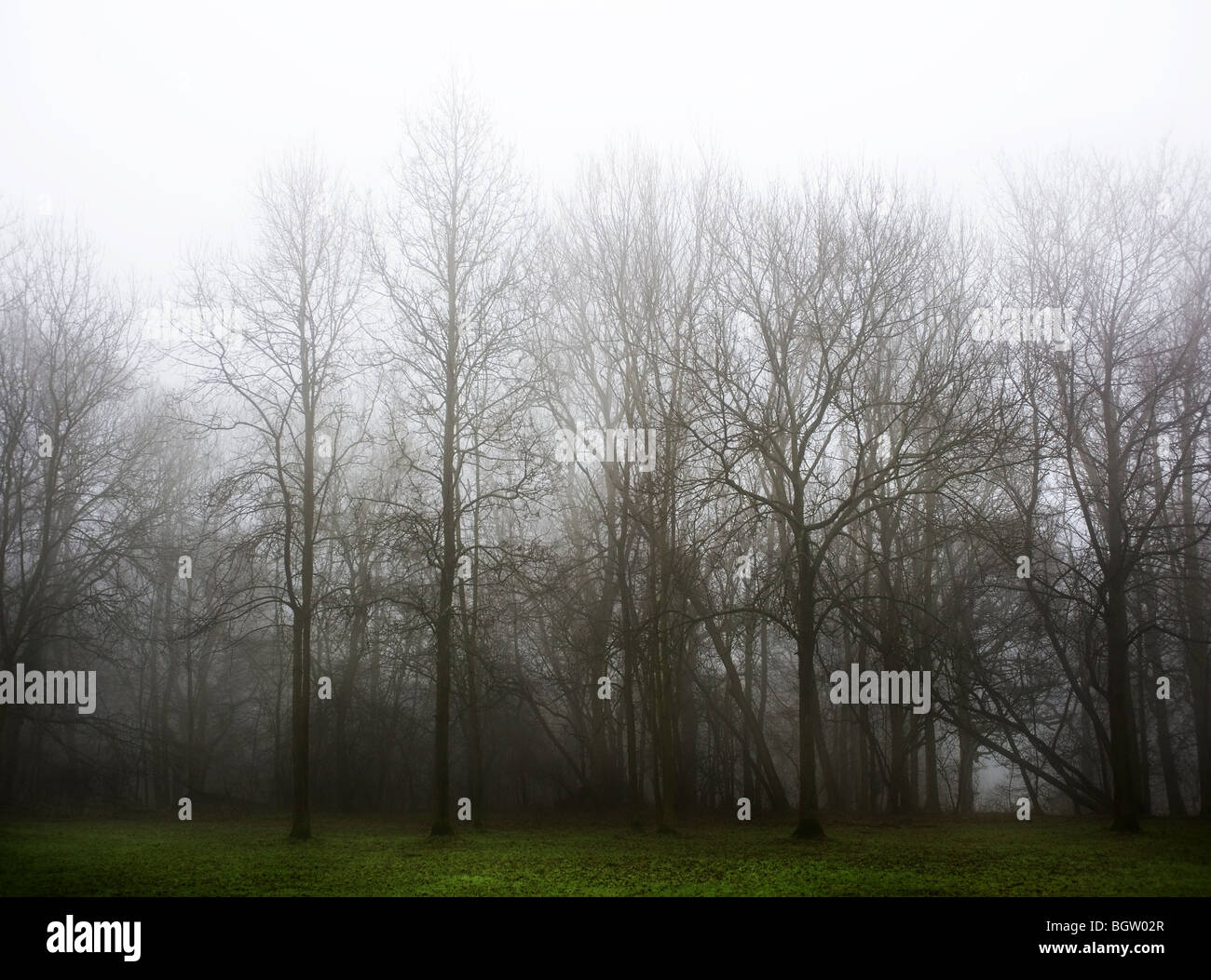 An Essex woodland in mist. Photo by Gordon Scammell Stock Photo - Alamy