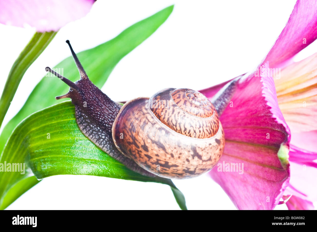 snail on fresh leaf in spring Stock Photo - Alamy