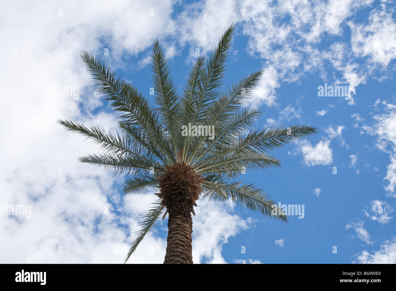 View of palm tree looking up from ground level with the palm tree ...