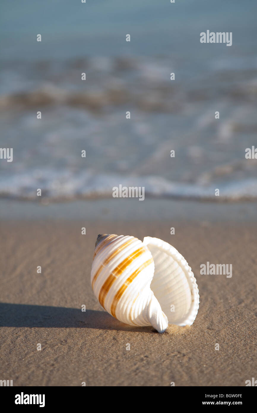 Shell on a yellow sand beach Stock Photo - Alamy