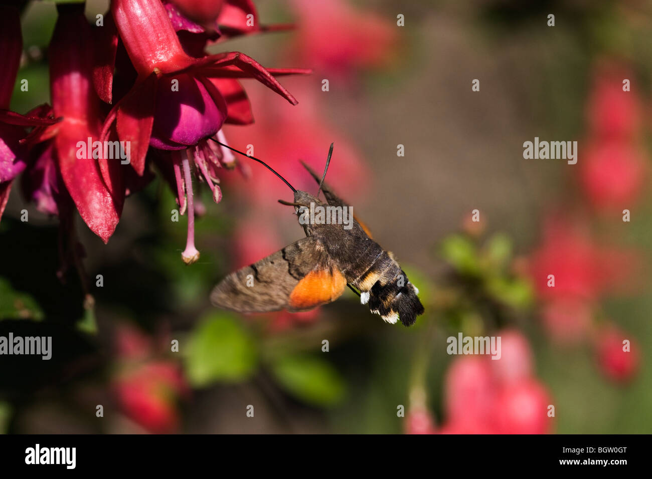 Moth with long proboscis hi-res stock photography and images - Alamy