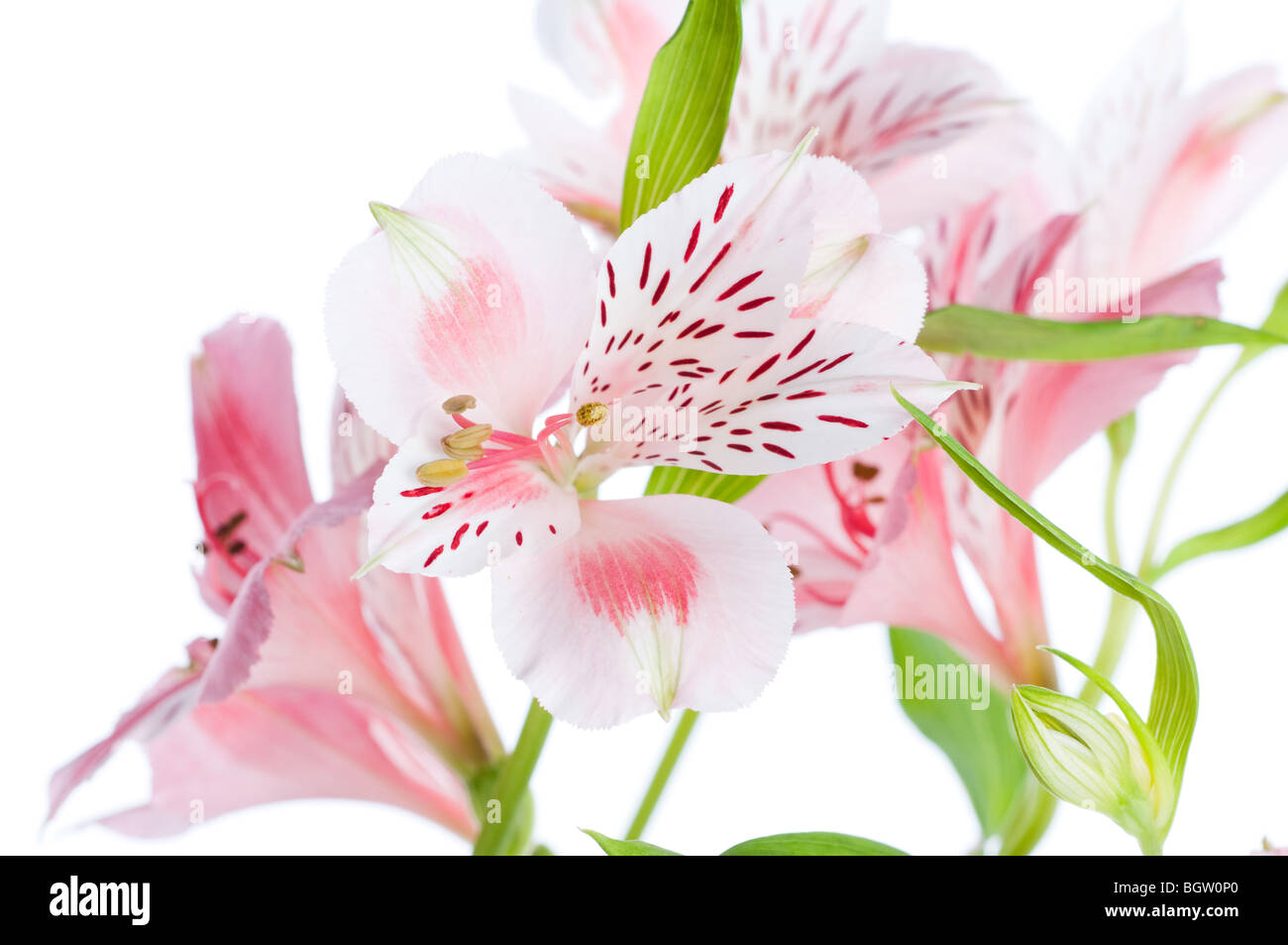 Flower isolation hi-res stock photography and images - Alamy
