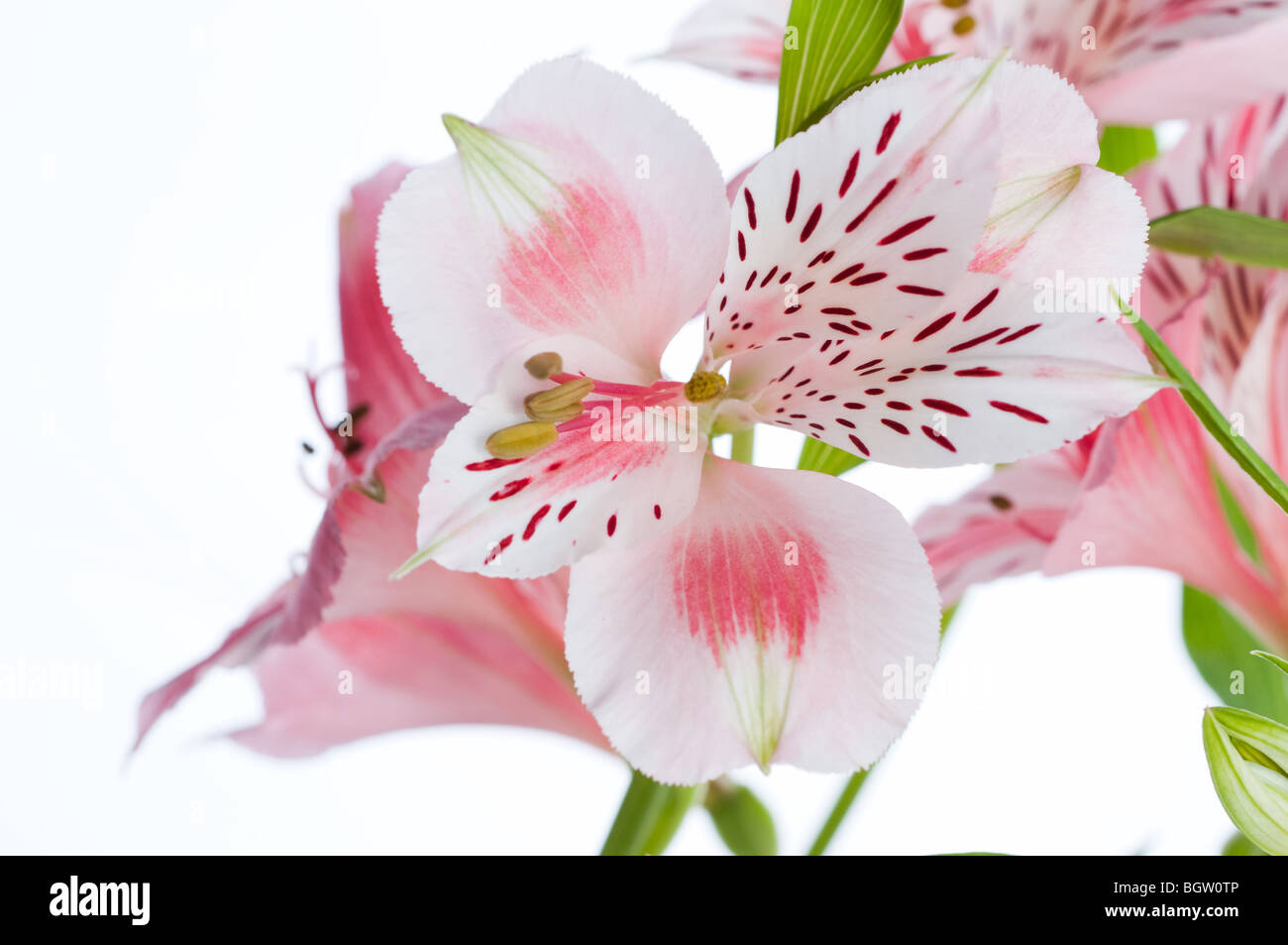Alstroemeria/ Flower Isolation on white Stock Photo - Alamy
