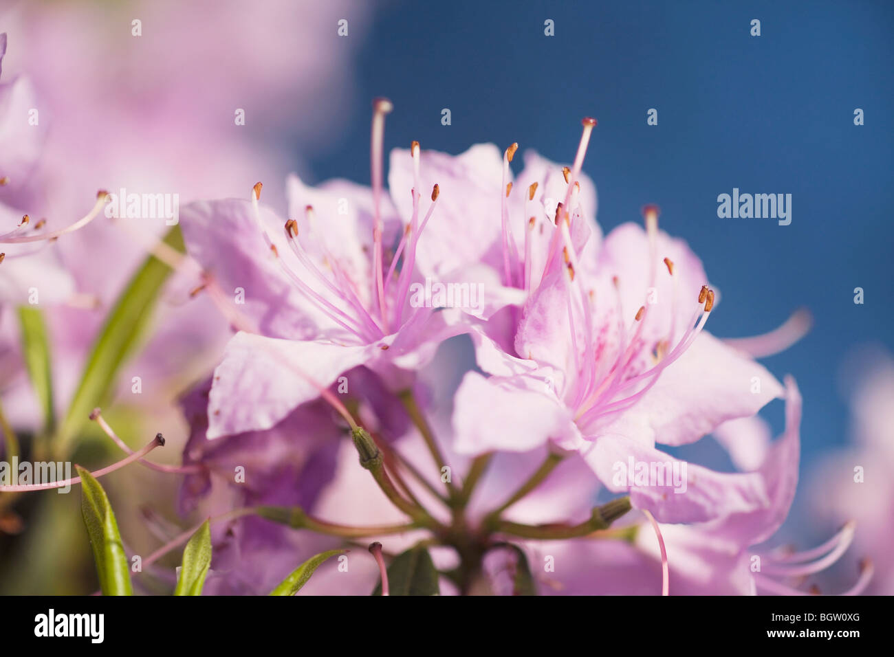 Detailed views of flowers hi-res stock photography and images - Alamy