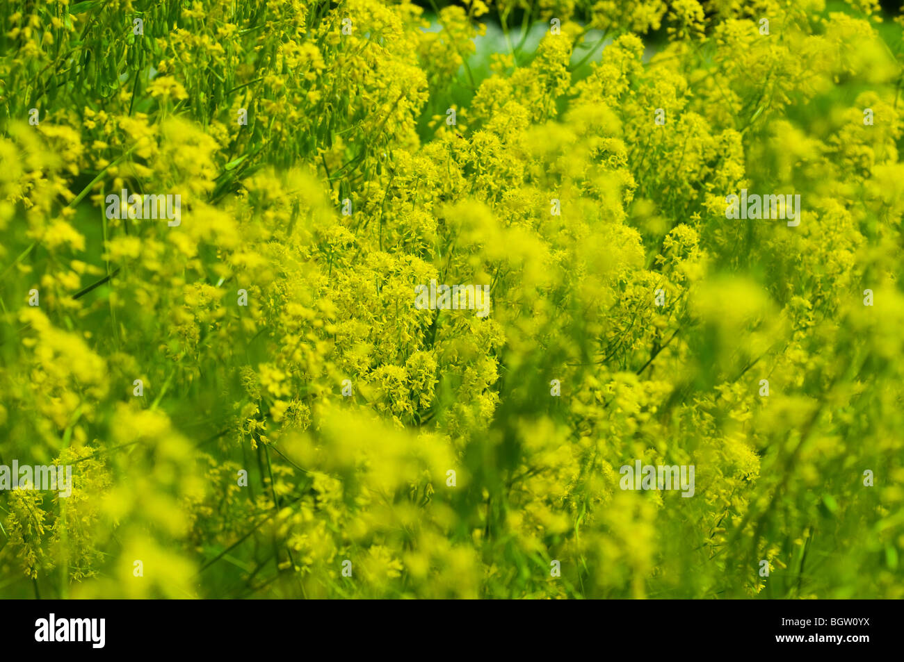 Medow flower hi-res stock photography and images - Alamy