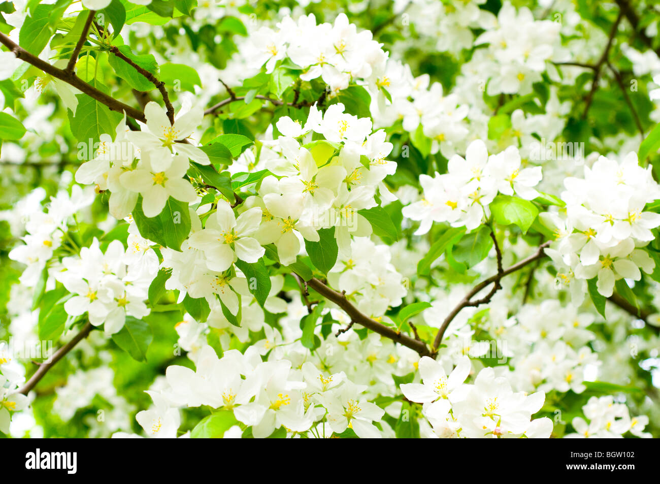 blossom apple tree Stock Photo - Alamy