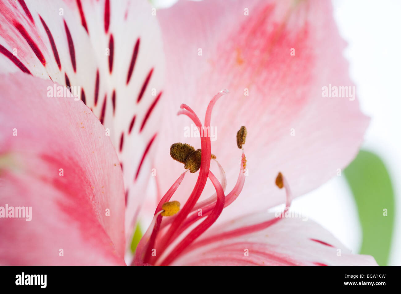 Alstroemeria/ Flower Isolation on white Stock Photo - Alamy