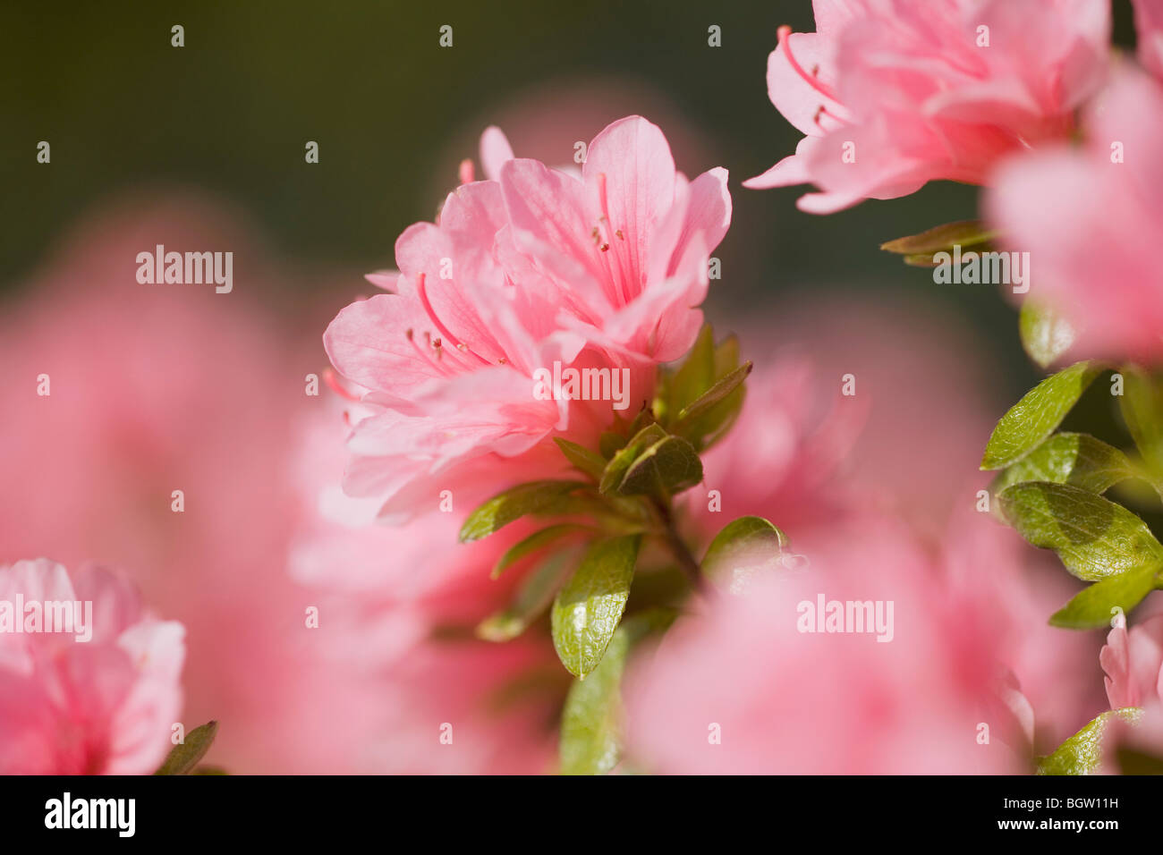 Detailed views of flowers hi-res stock photography and images - Alamy