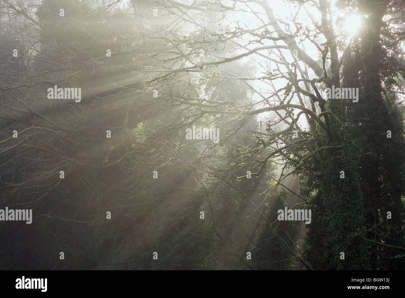 Sunlight through trees Stock Photo - Alamy