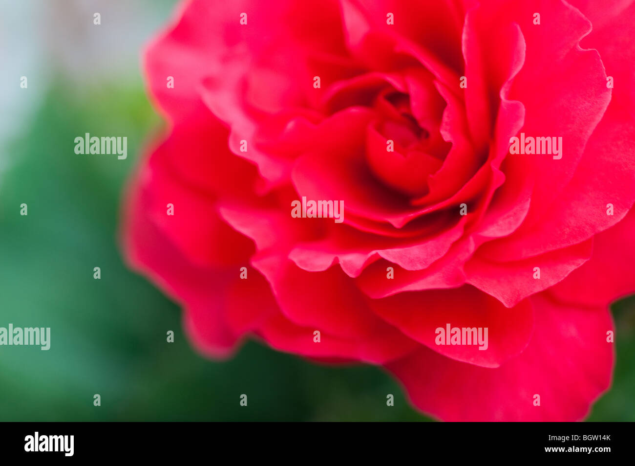 Red rose background, low DOF Stock Photo - Alamy