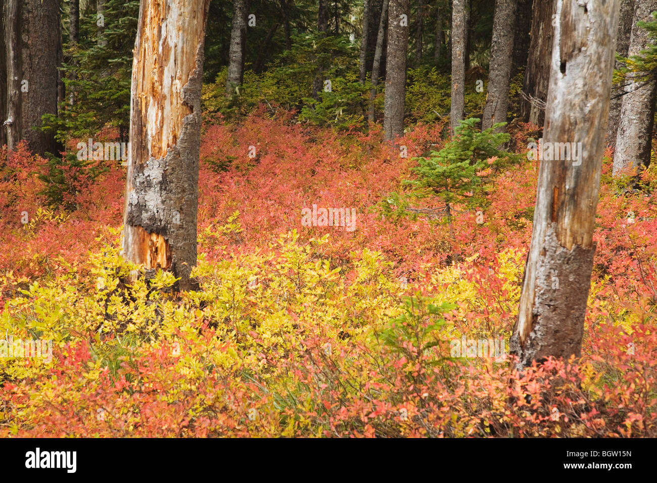 Forest floor in autumn Stock Photo - Alamy
