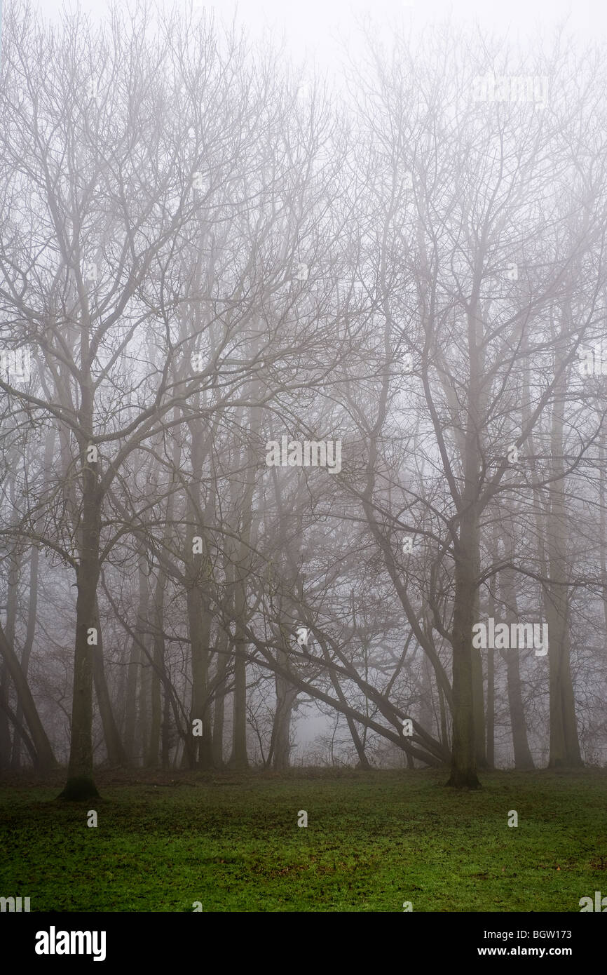 Atmospheric woodland scene in misty hi-res stock photography and images ...