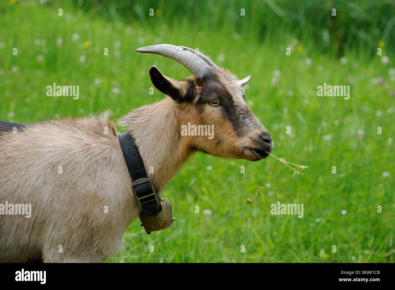 Goat side view hi-res stock photography and images - Alamy