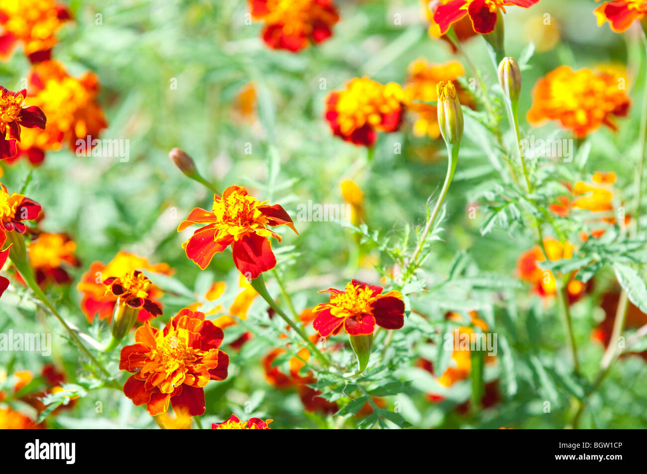Medow background hi-res stock photography and images - Alamy