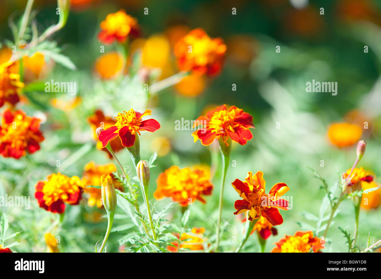 Medow background hi-res stock photography and images - Alamy