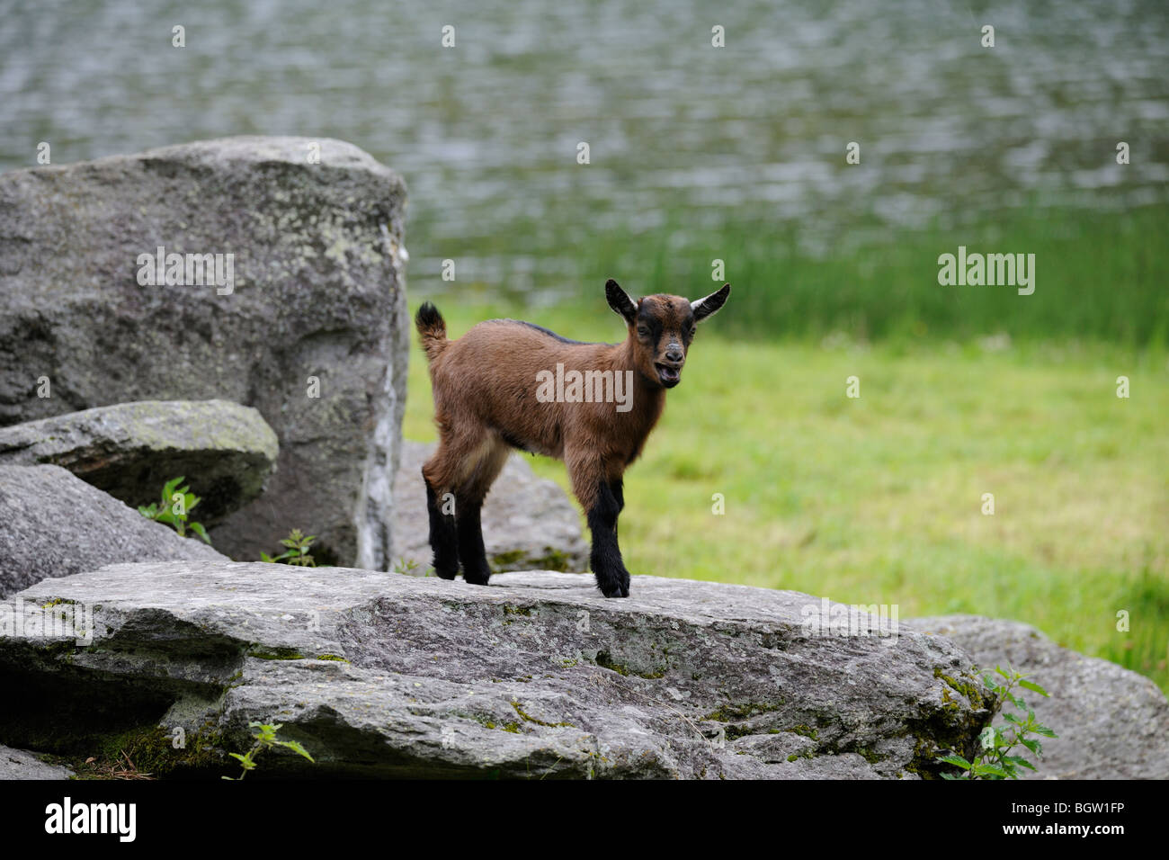 Young Domestic Goat (Capra aegagrus hircus), Schladminger Tauern ...