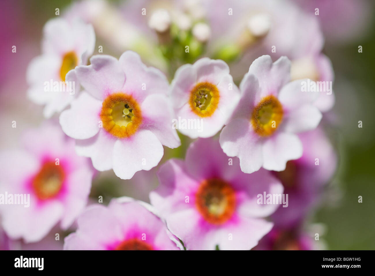 Detailed views of flowers hi-res stock photography and images - Alamy