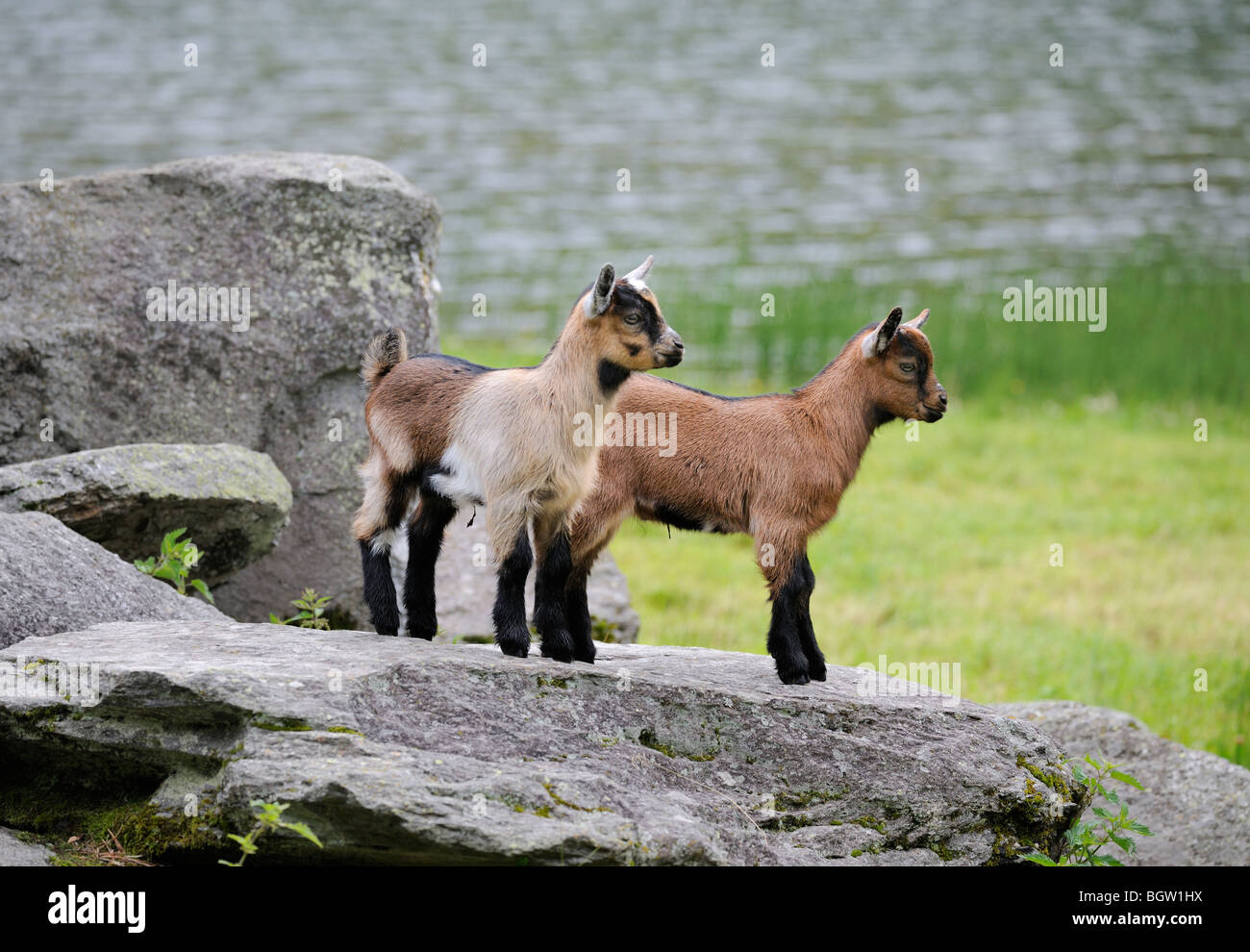 Young Domestic Goats (Capra aegagrus hircus), Schladminger Tauern ...