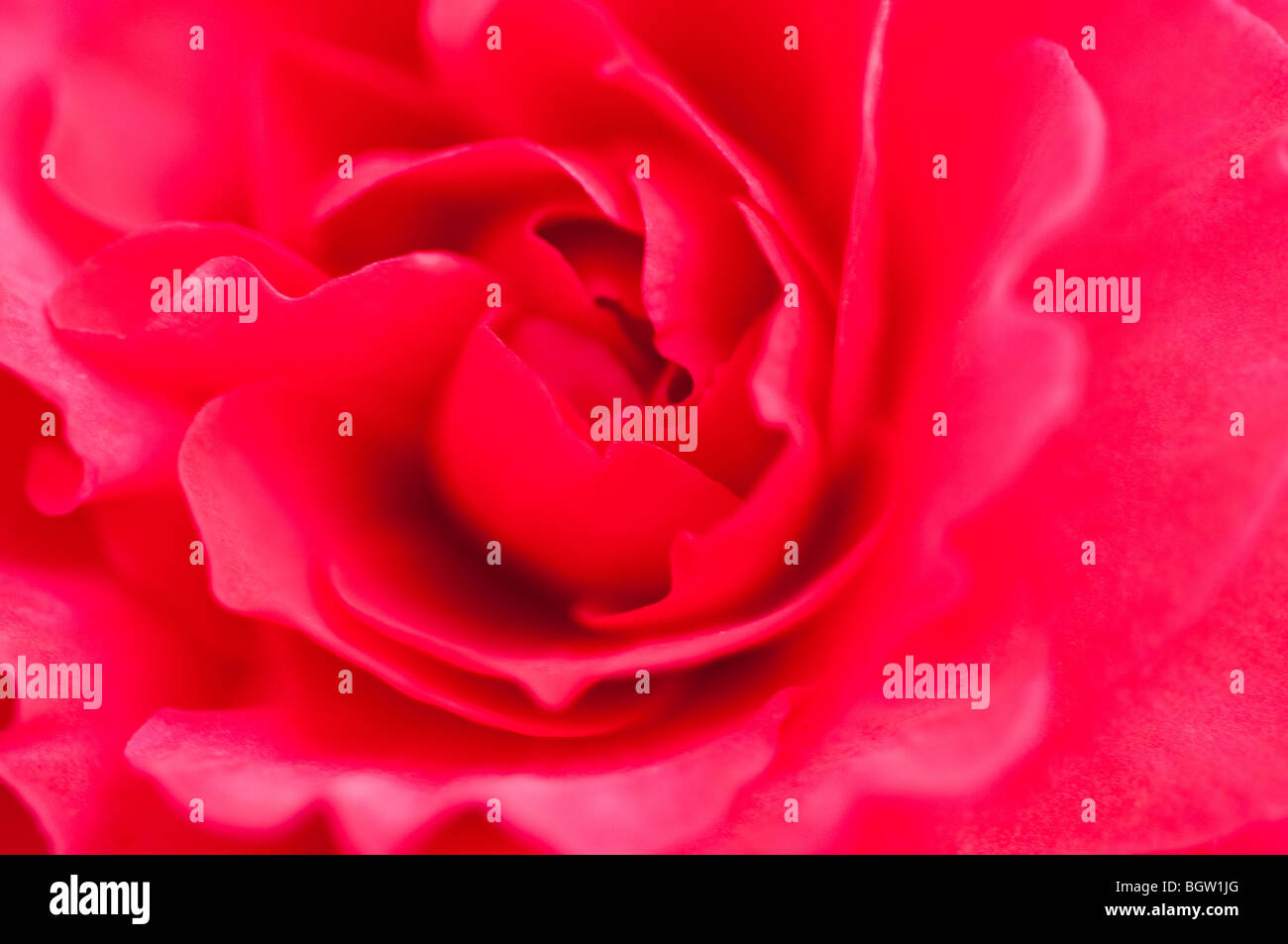Red rose background, low DOF Stock Photo - Alamy