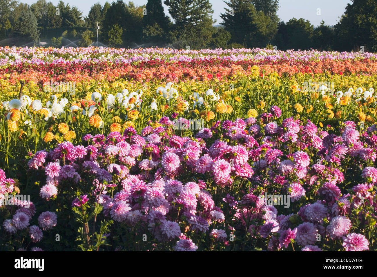Field of flowers Stock Photo - Alamy