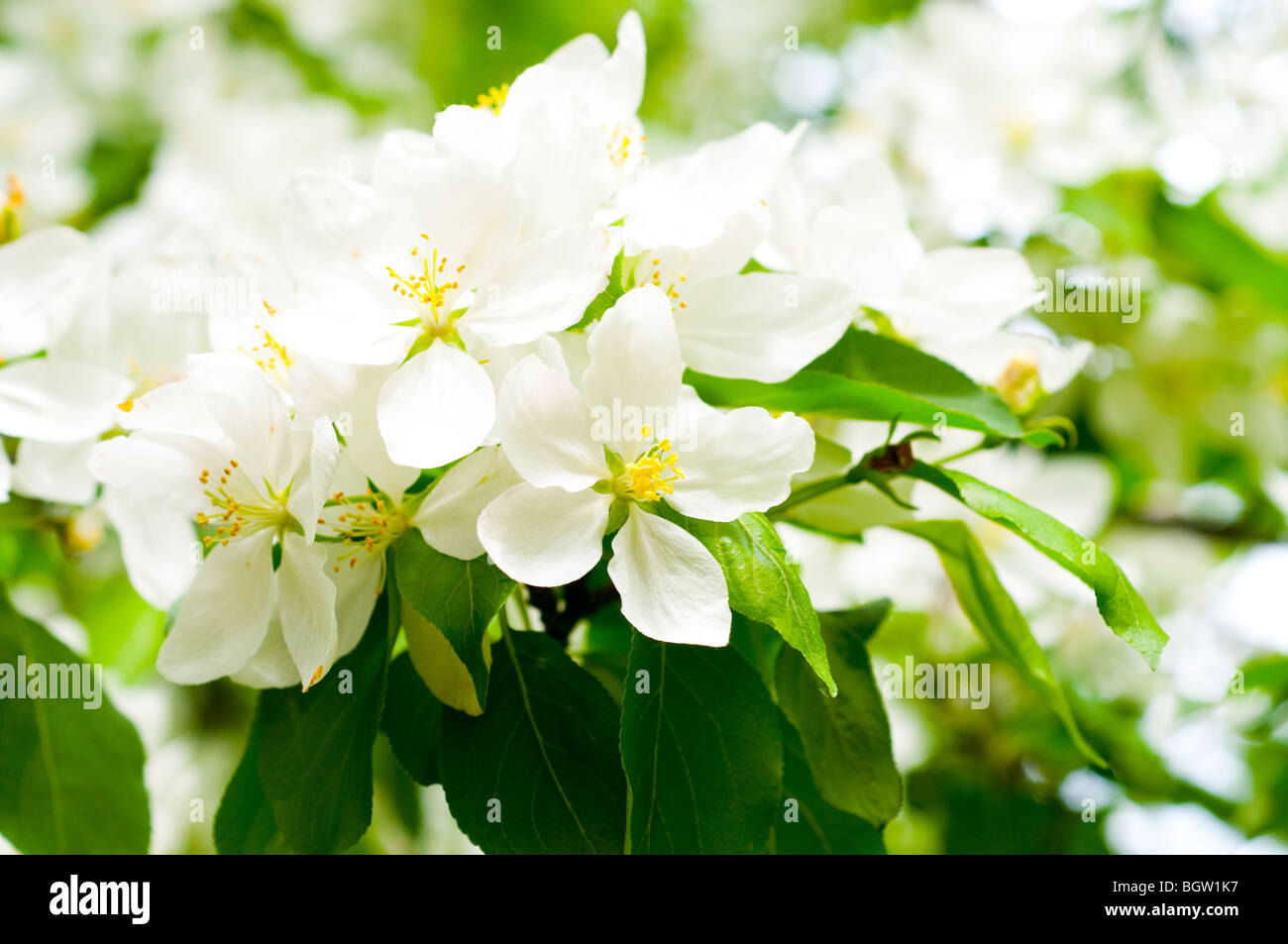 blossom apple tree Stock Photo - Alamy