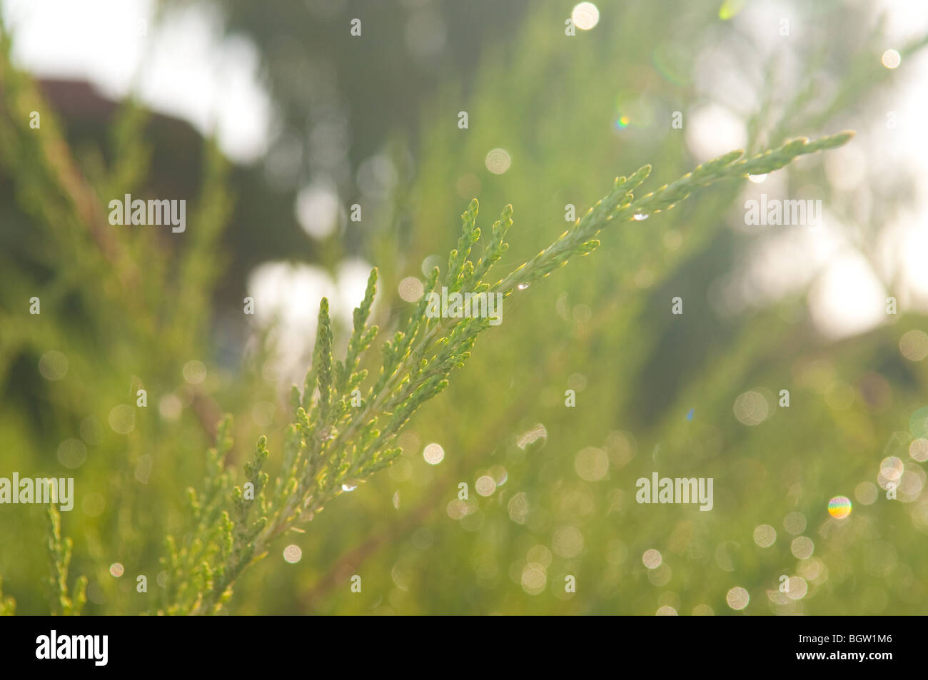 Fir tree branch water hi-res stock photography and images - Alamy
