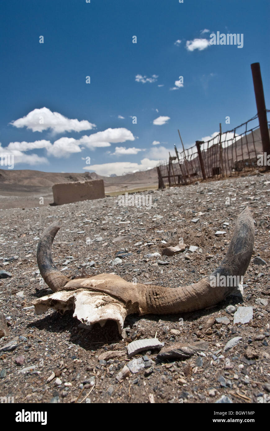 View of the remains of an animal skull in the Pamir Highway Plateau ...