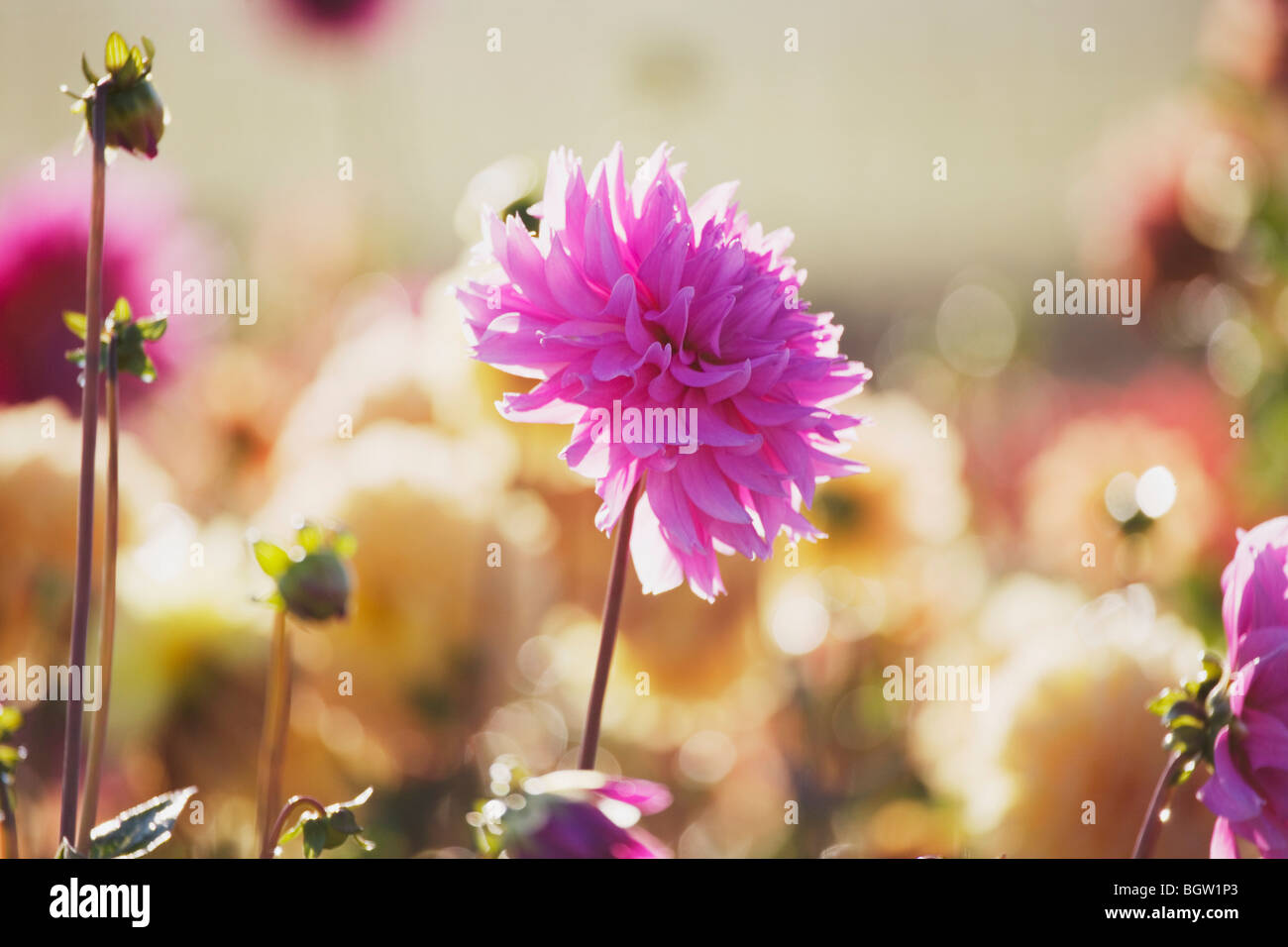 Pink flower backlit by sun Stock Photo - Alamy