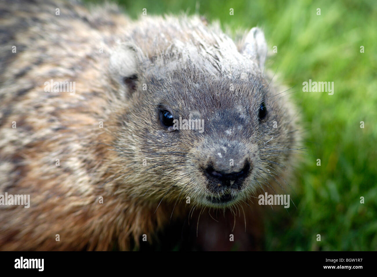 Groundhog close up profile hi-res stock photography and images - Alamy