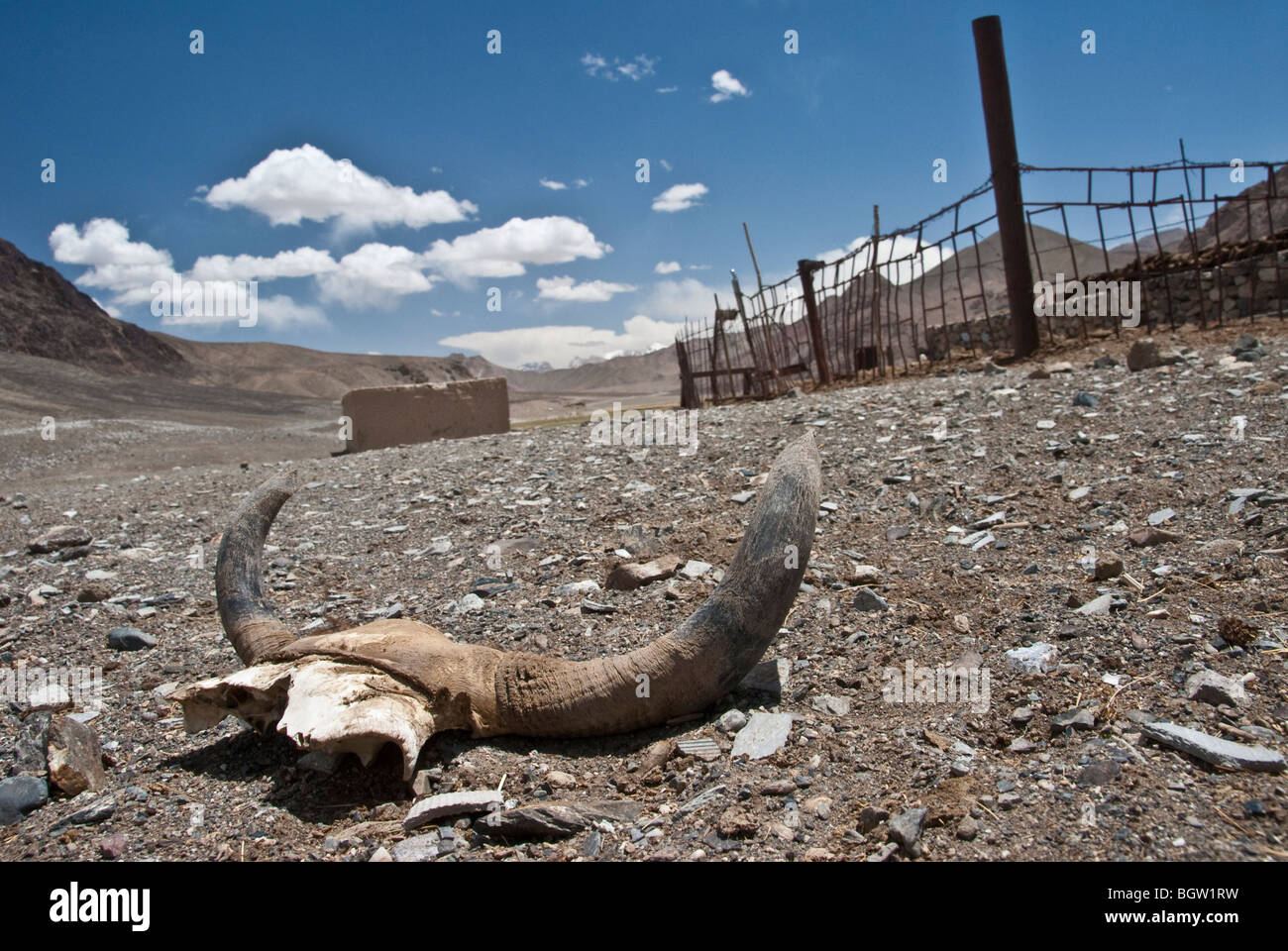 View of the remains of an animal skull in the Pamir Highway Plateau ...