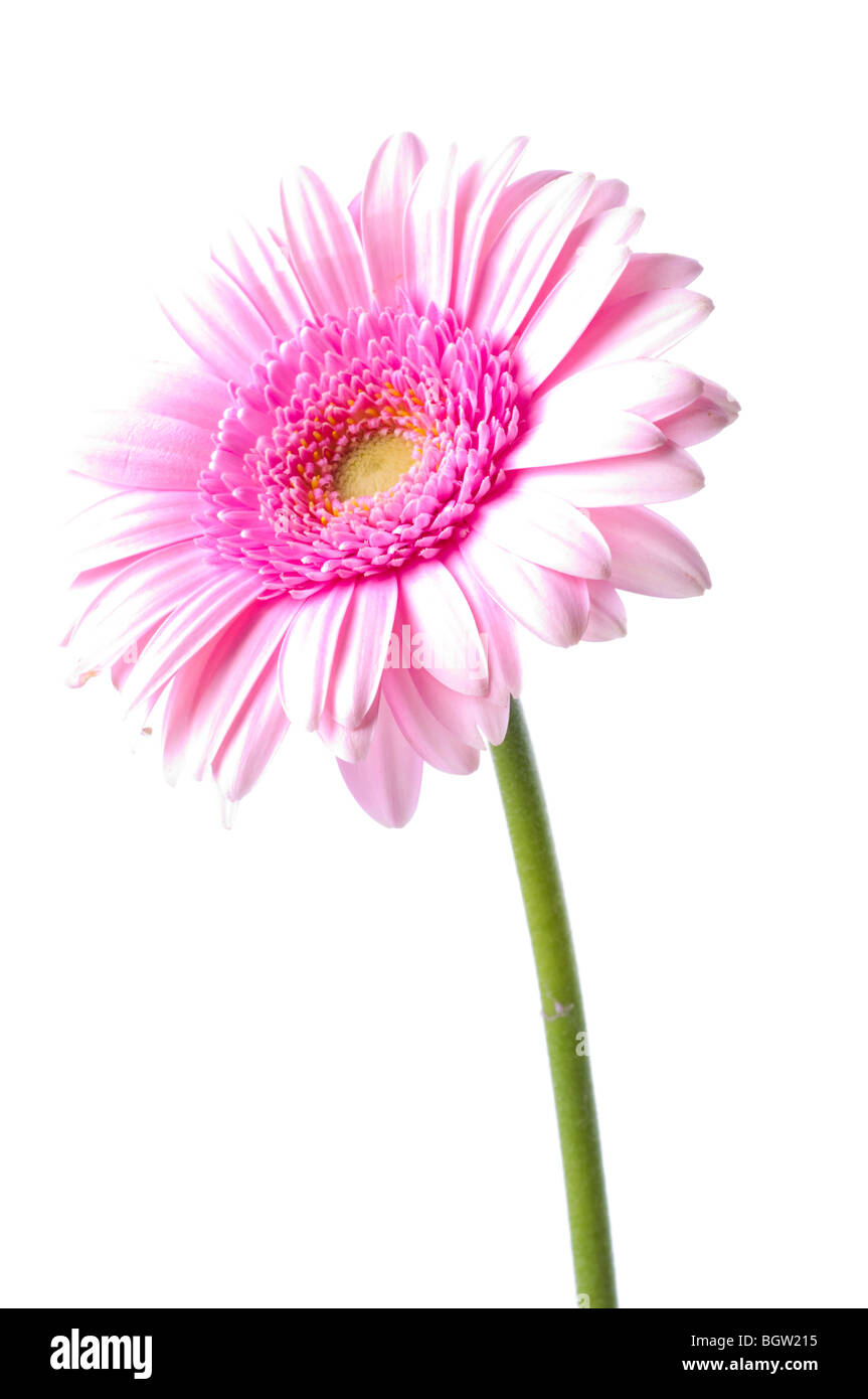 Vietnam gerbera hi-res stock photography and images - Alamy