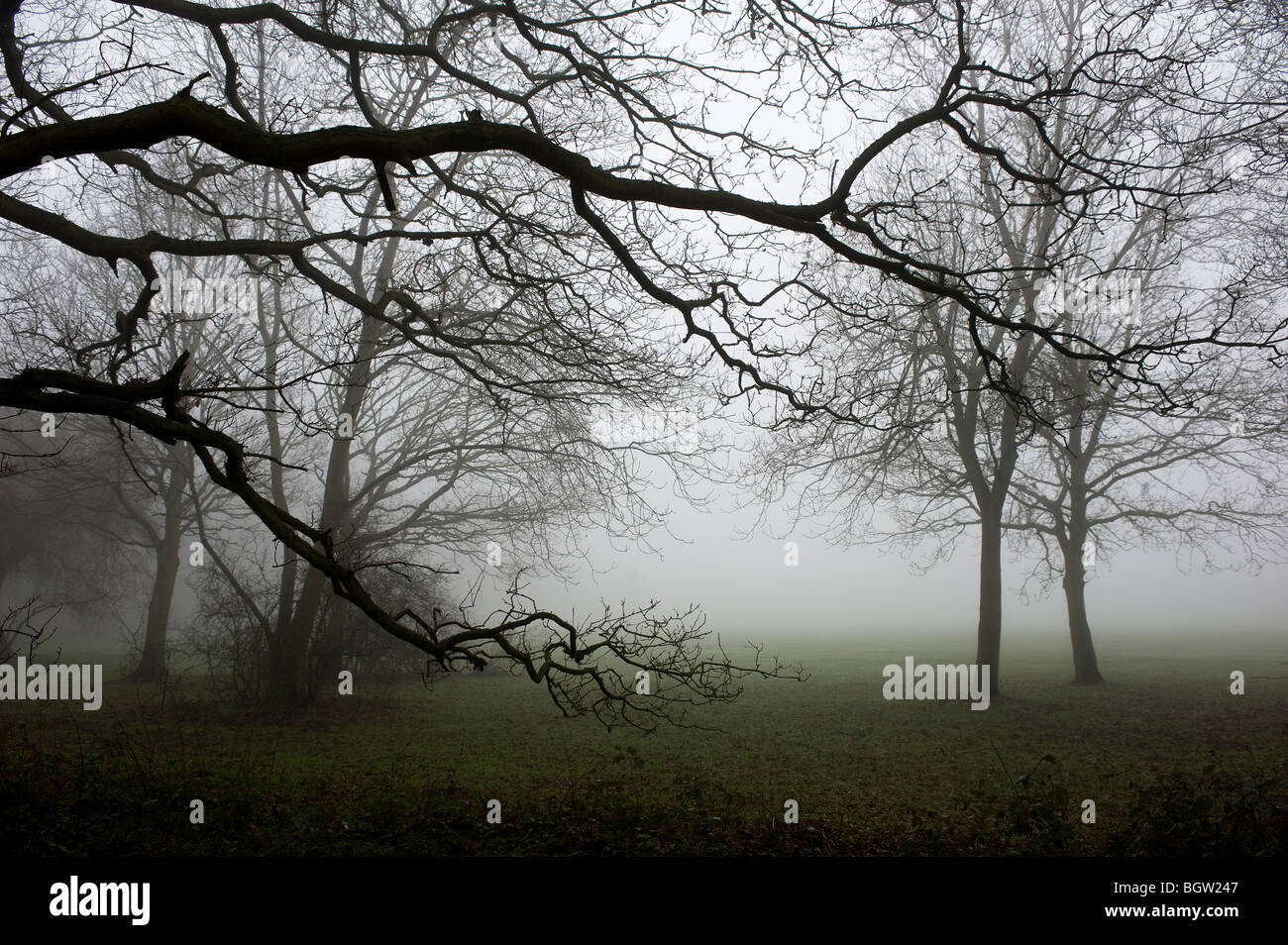 An Essex woodland in misty weather Stock Photo - Alamy