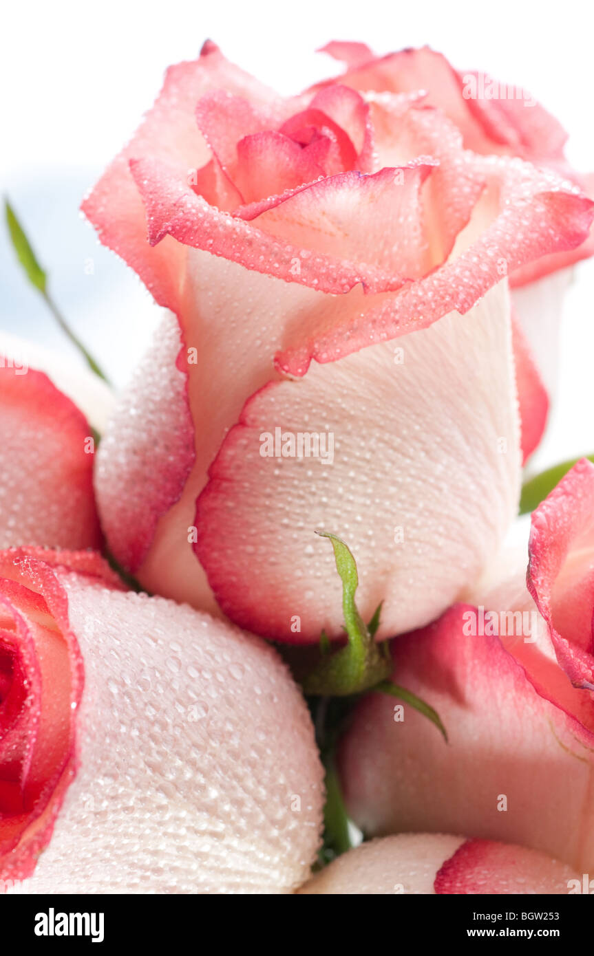 Beautiful red roses Stock Photo - Alamy