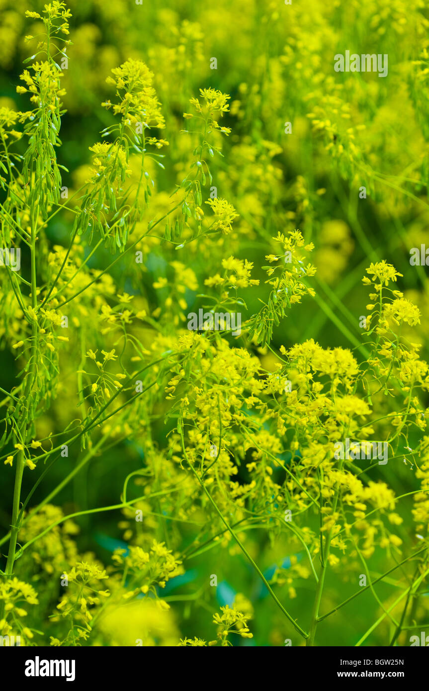 Medow flower hi-res stock photography and images - Alamy